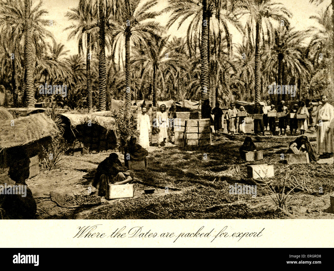 Iraq Landscape Palm Trees