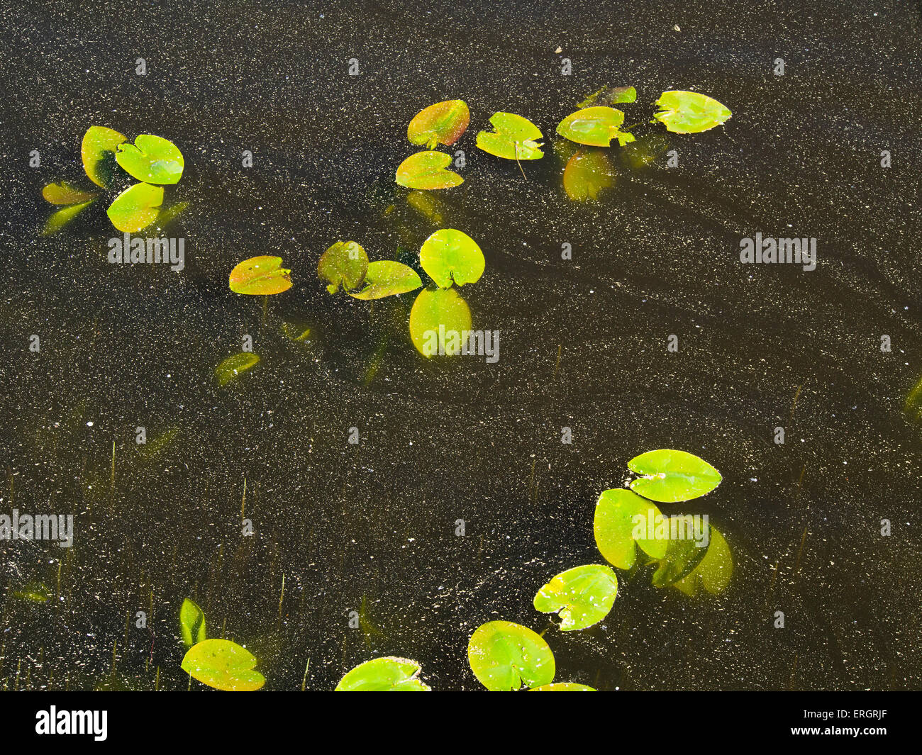 Pollen on water surface hi-res stock photography and images - Alamy