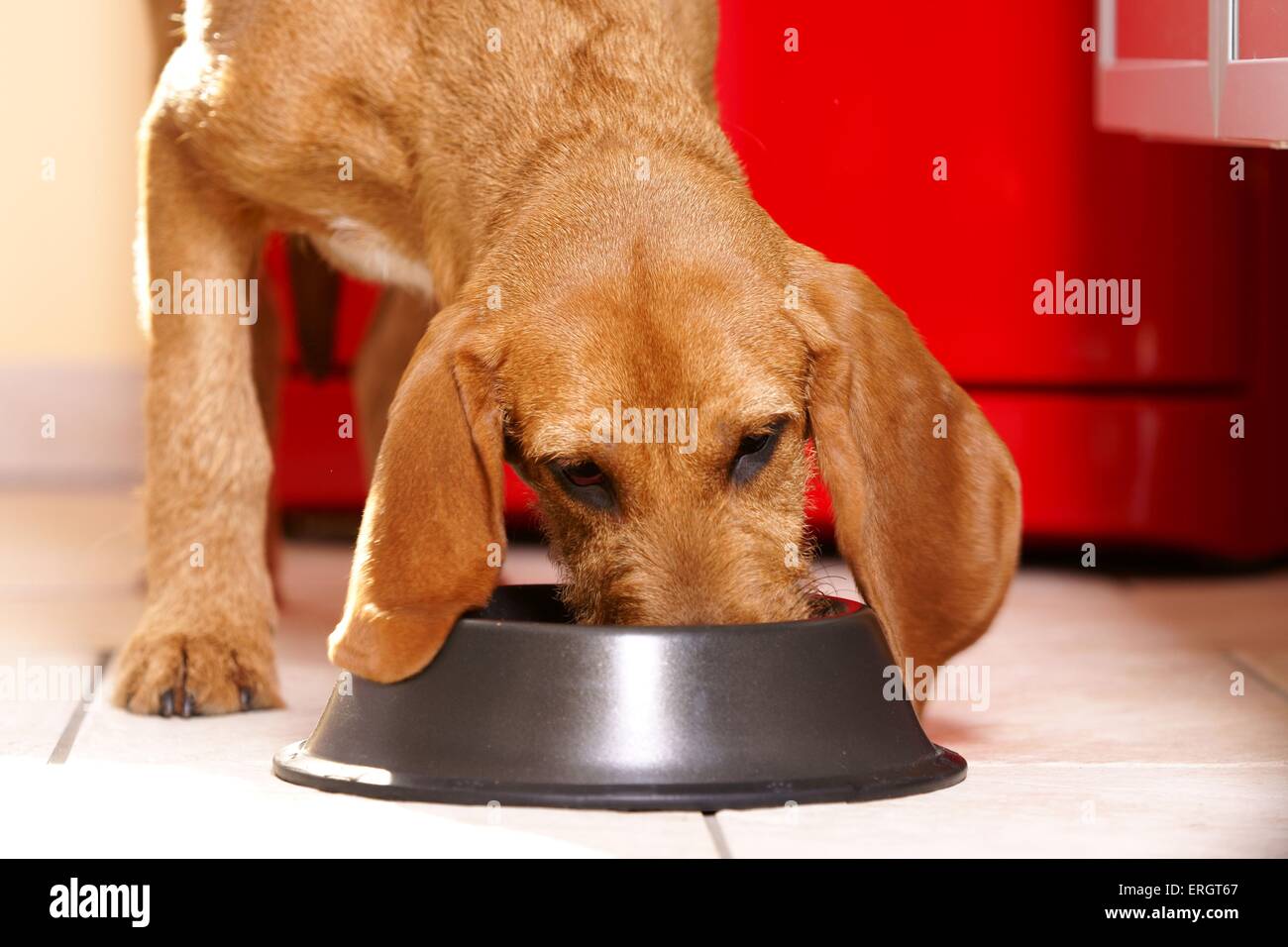 Eating dog hi-res stock photography and images - Alamy