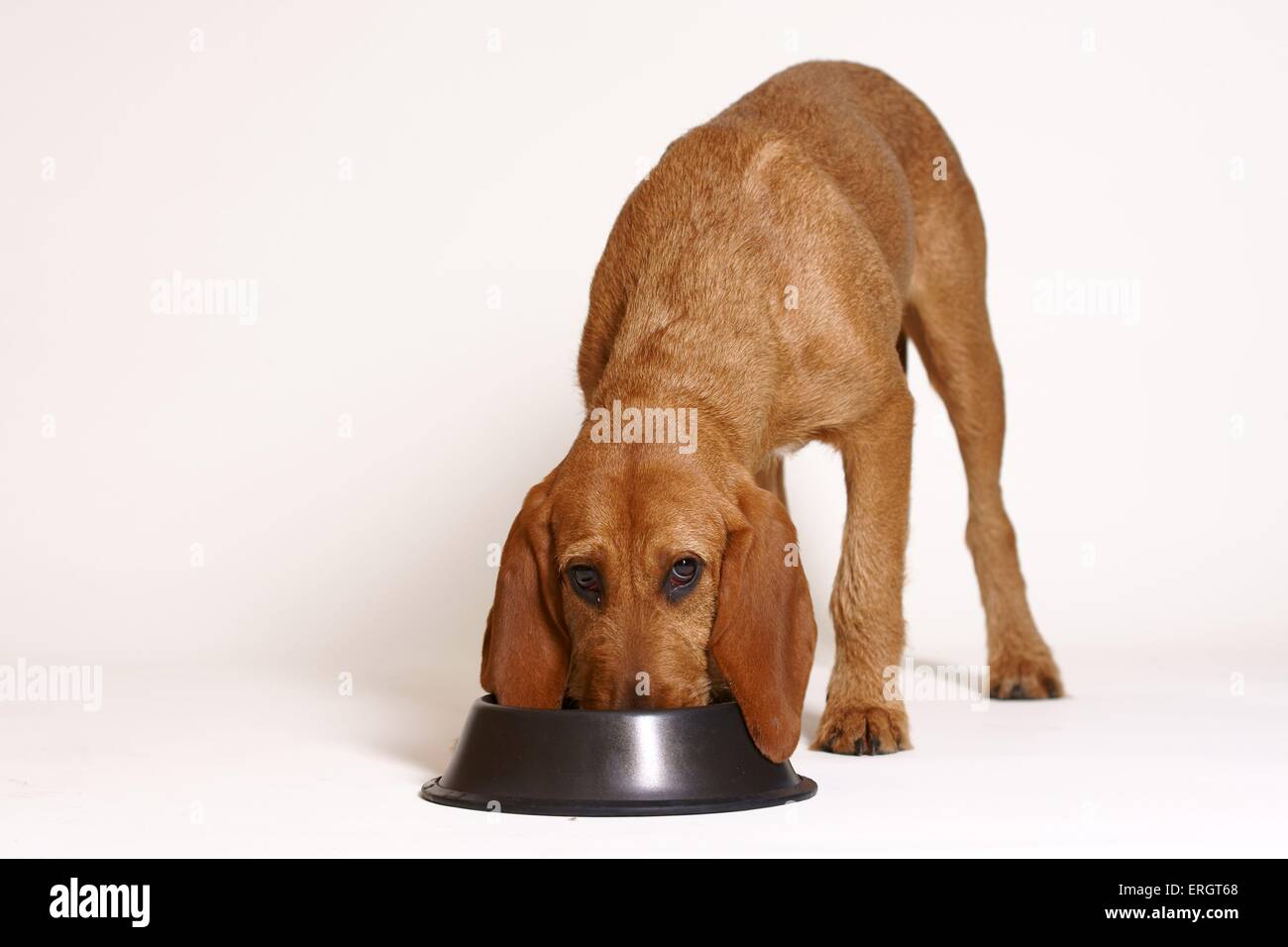 Eating dog hi-res stock photography and images - Alamy