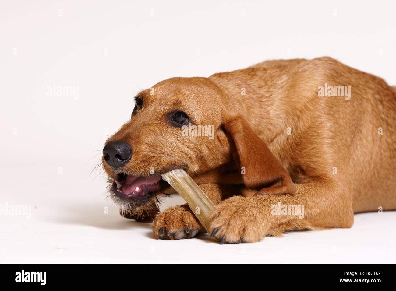 Dog eating some bones hi-res stock photography and images - Alamy