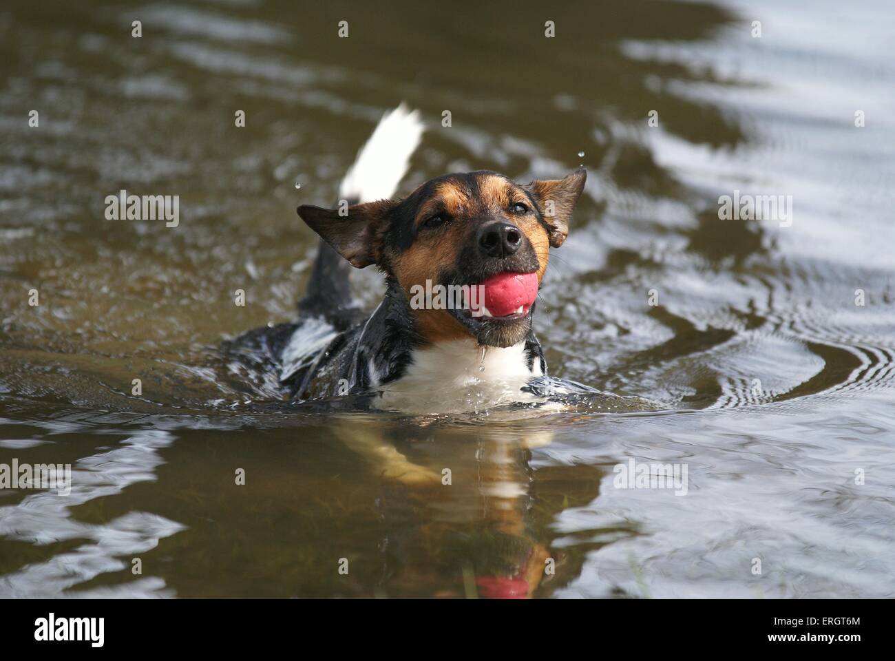 swimming Jack Russell Terrier Stock Photo - Alamy