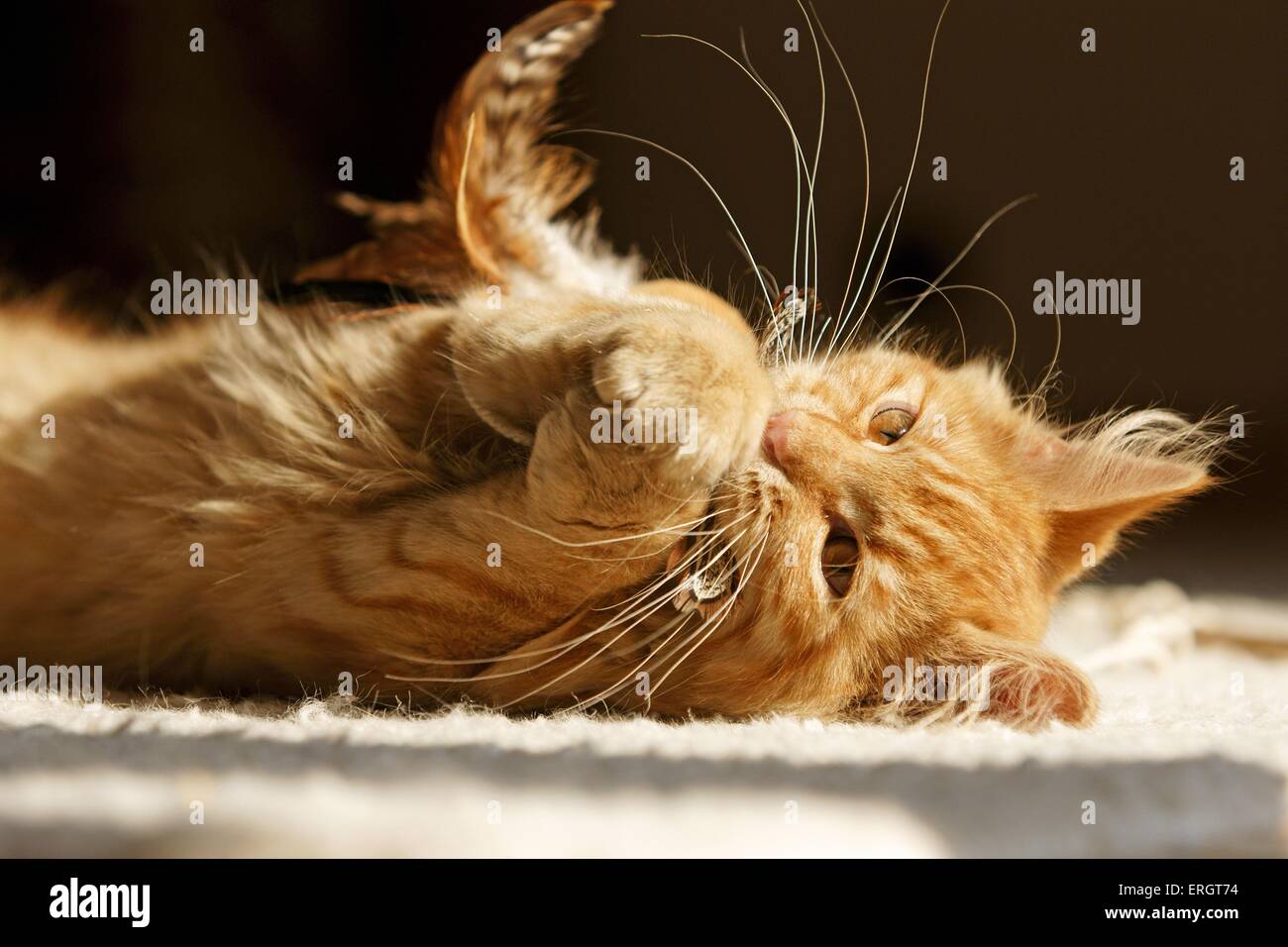 German Longhair Kitten Stock Photo - Alamy