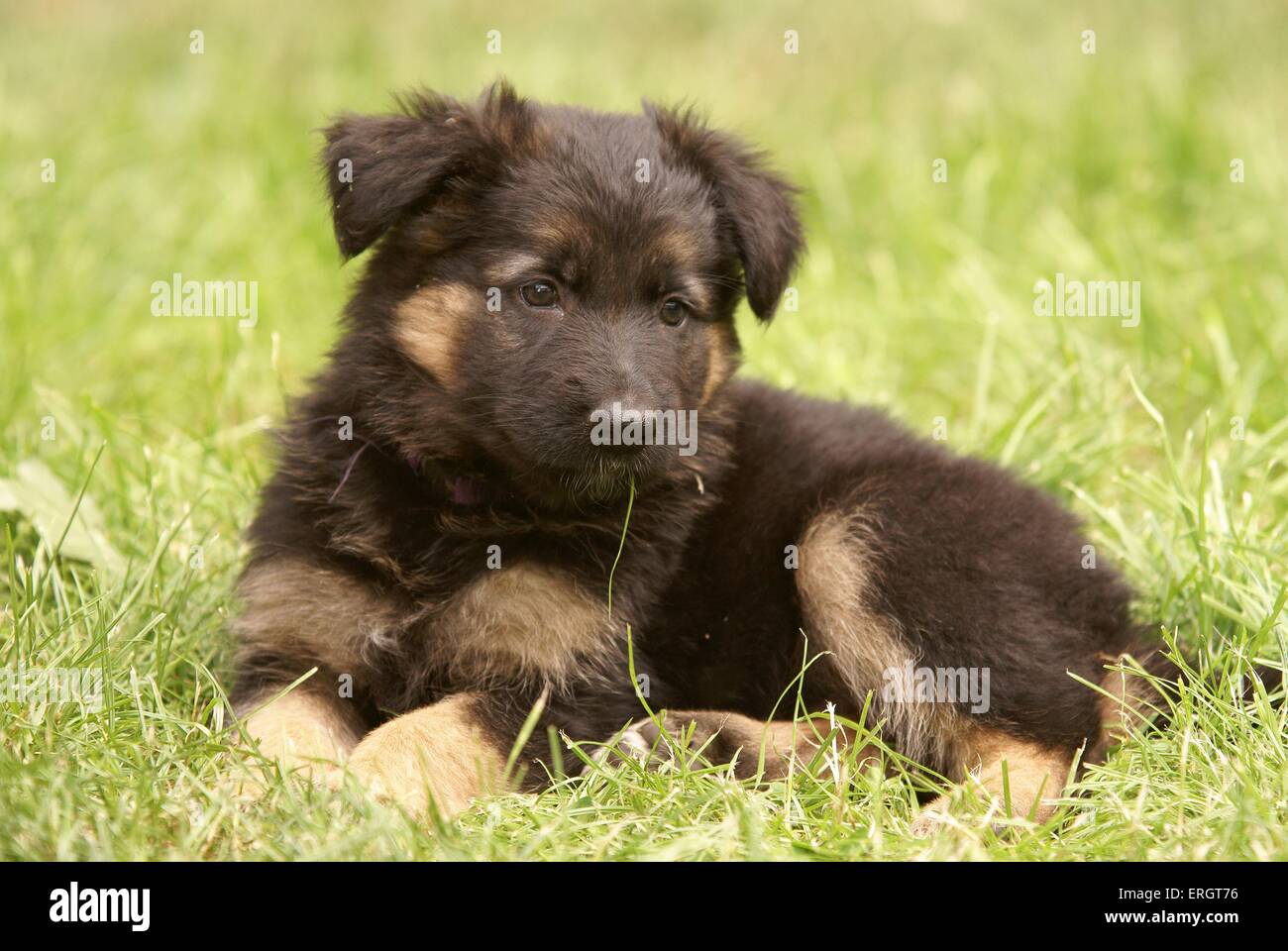 old german sheepdog puppy Stock Photo - Alamy