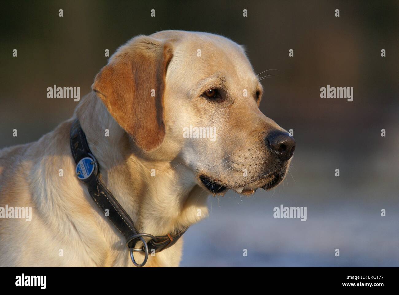 blonde Labrador Retriever Stock Photo - Alamy