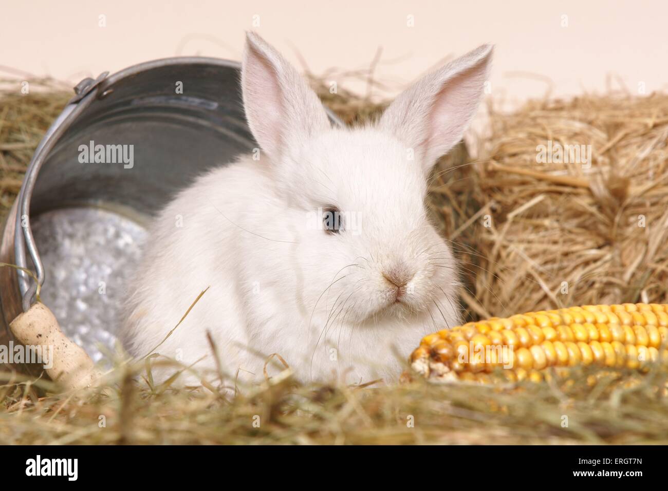 young pygmy bunny Stock Photo - Alamy
