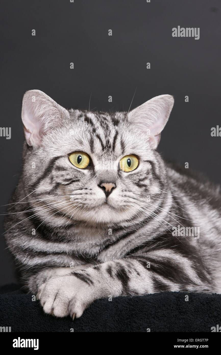 british shorthair tomcat Stock Photo - Alamy