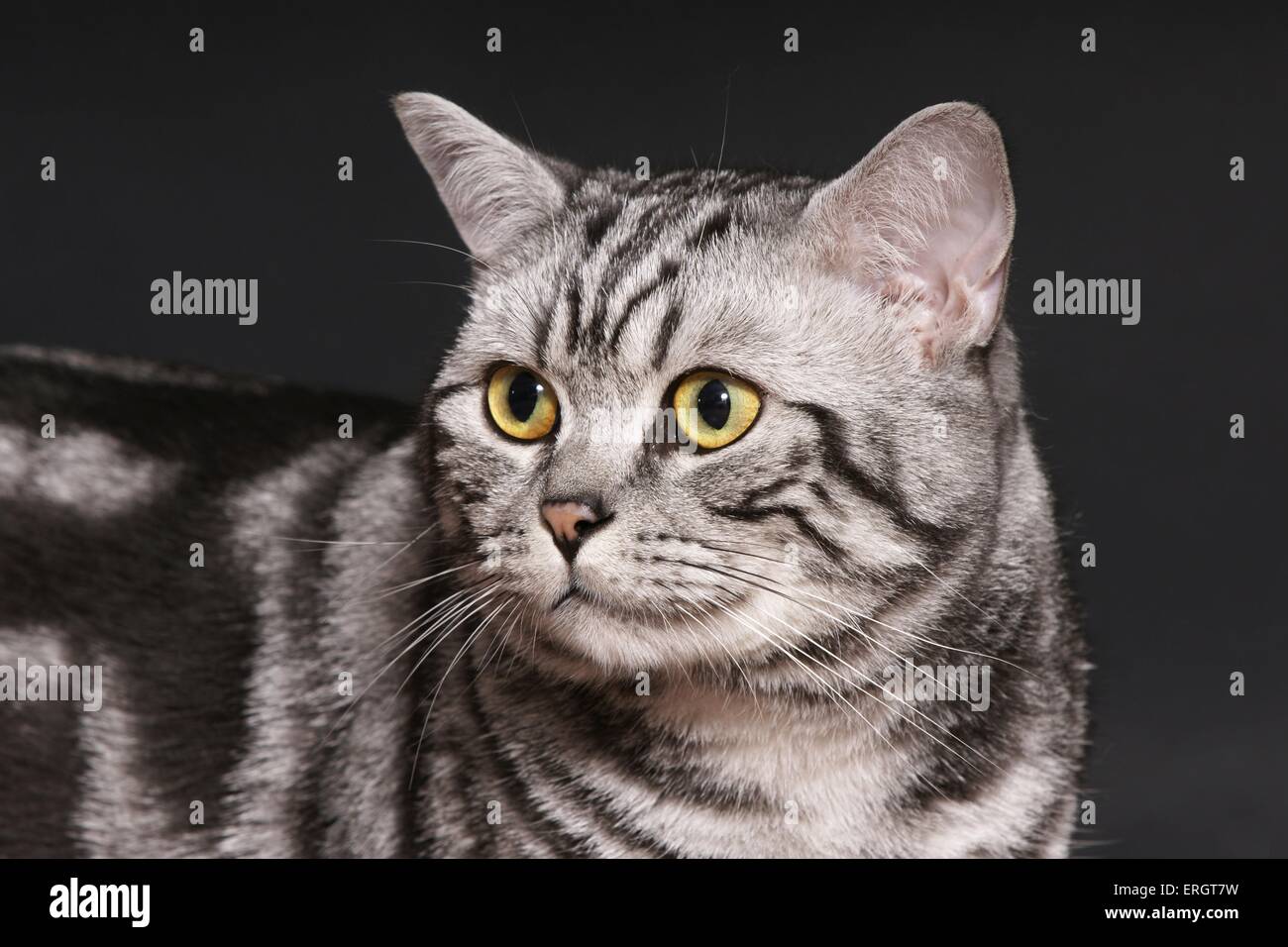 Silver tabby british shorthair hi-res stock photography and images - Alamy