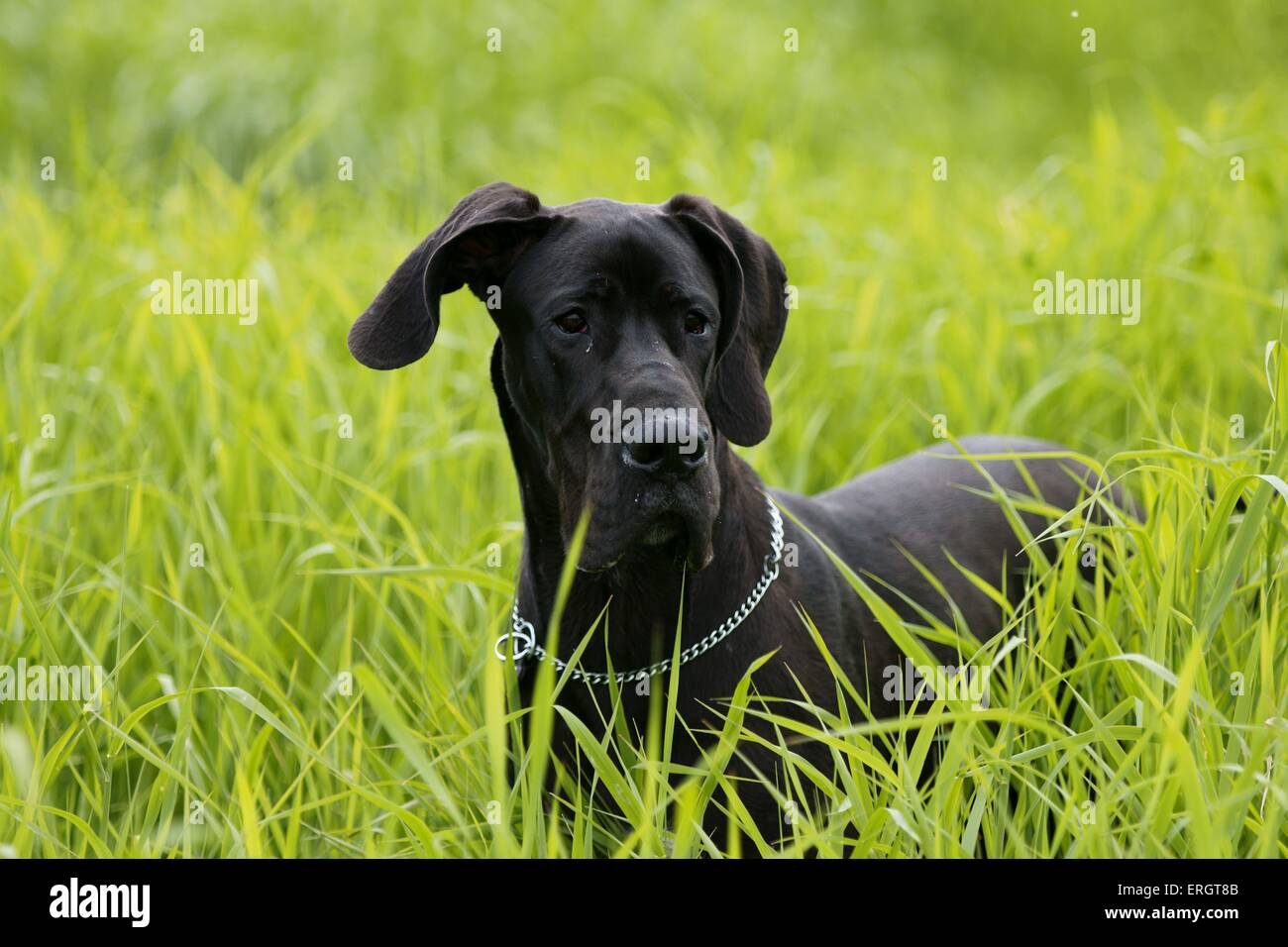 Great dane standing meadow hi-res stock photography and images - Alamy