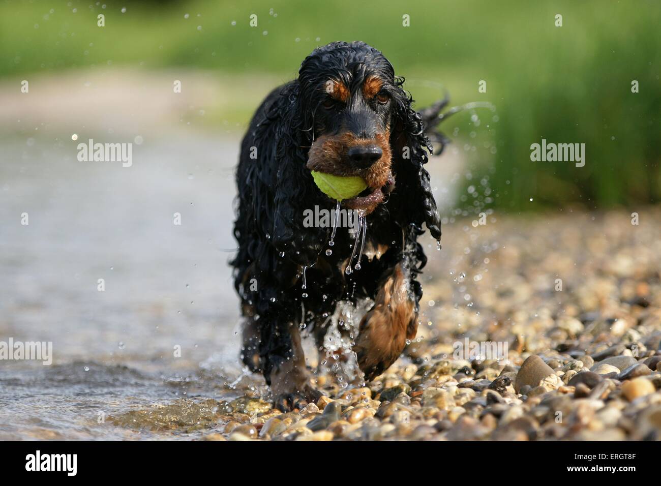 playing English Cocker Spaniel Stock Photo - Alamy