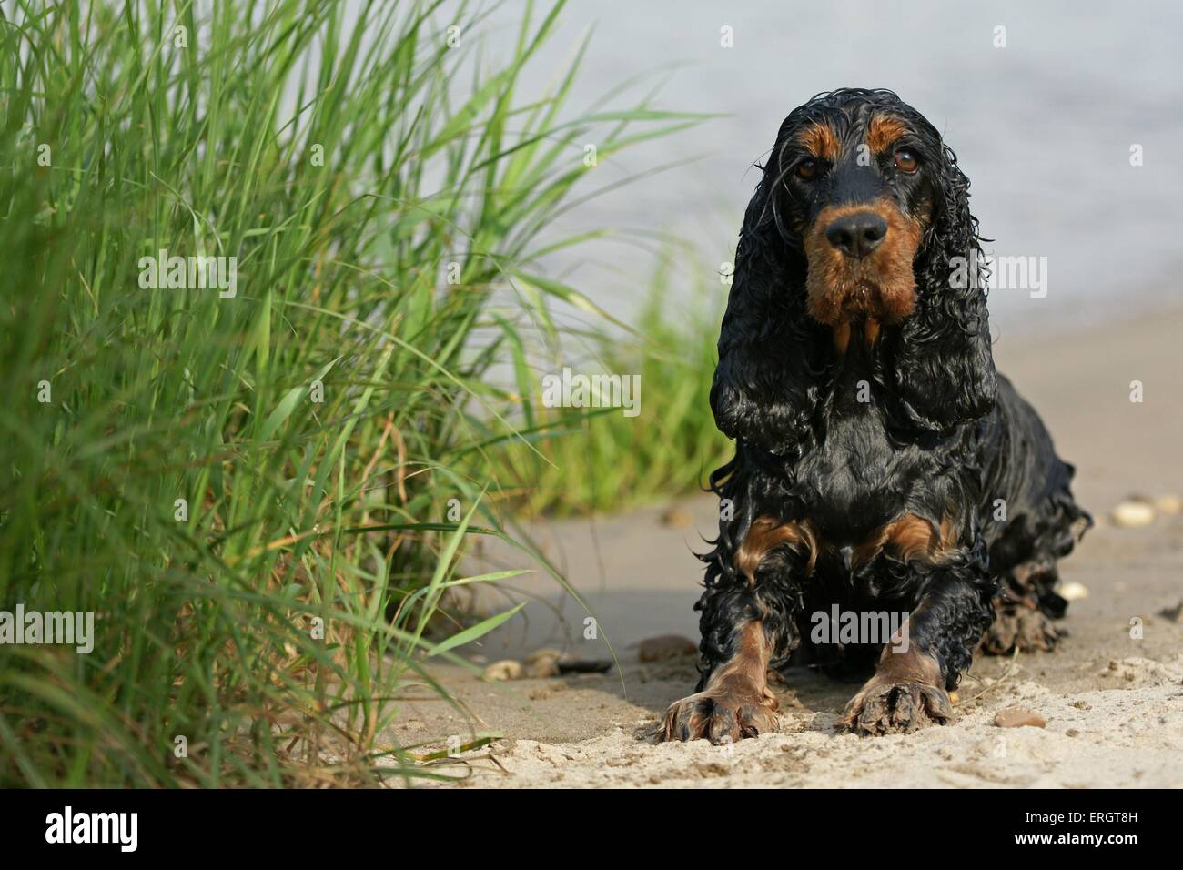 lying English Cocker Spaniel Stock Photo - Alamy