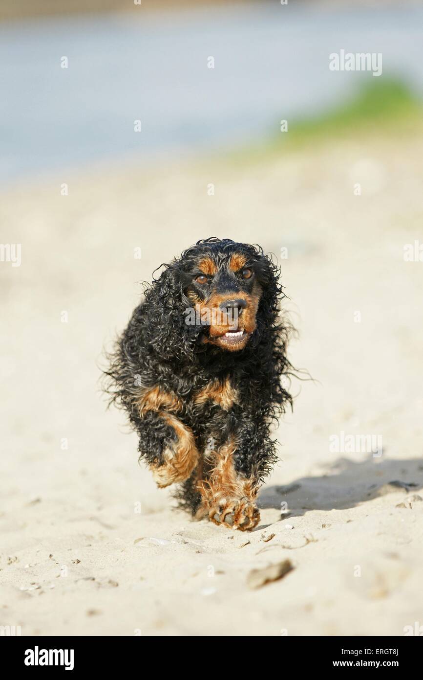 running English Cocker Spaniel Stock Photo - Alamy