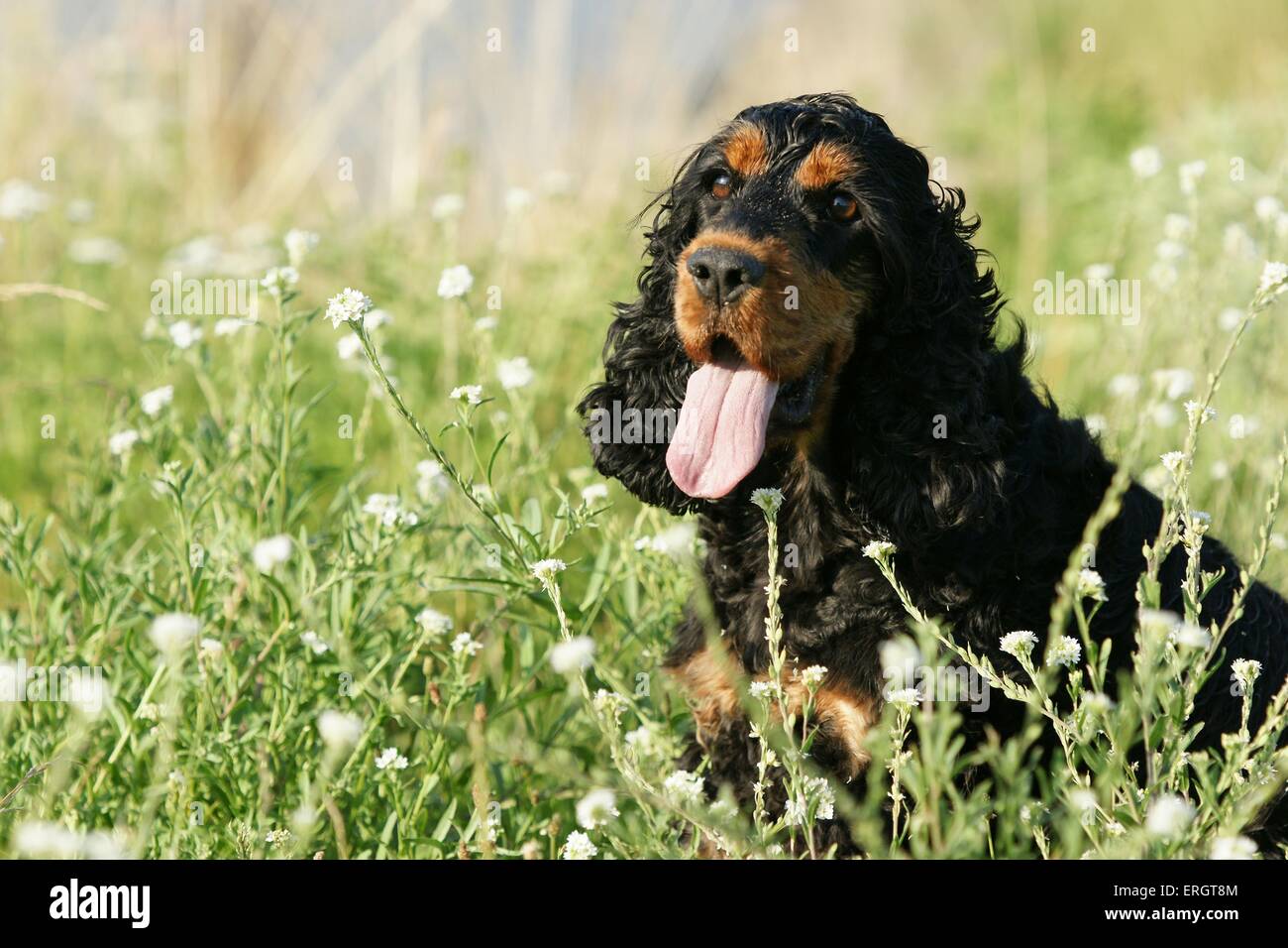 English Cocker Spaniel Portrait Stock Photo - Alamy