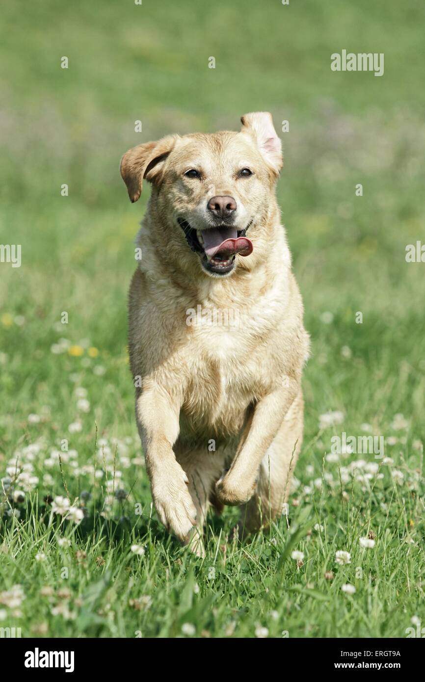 running Labrador Retriever Stock Photo - Alamy