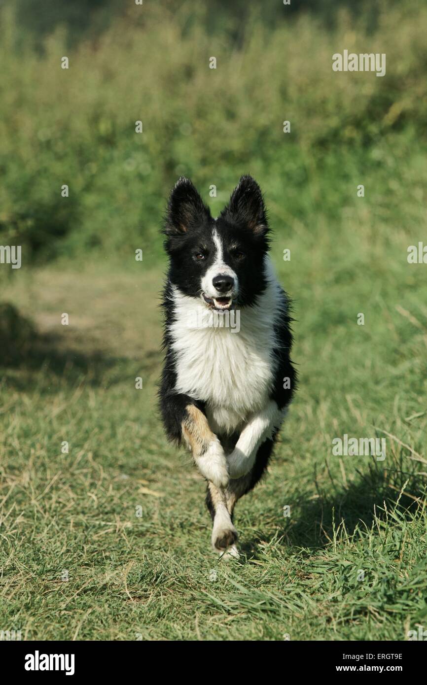 running Border Collie Stock Photo - Alamy