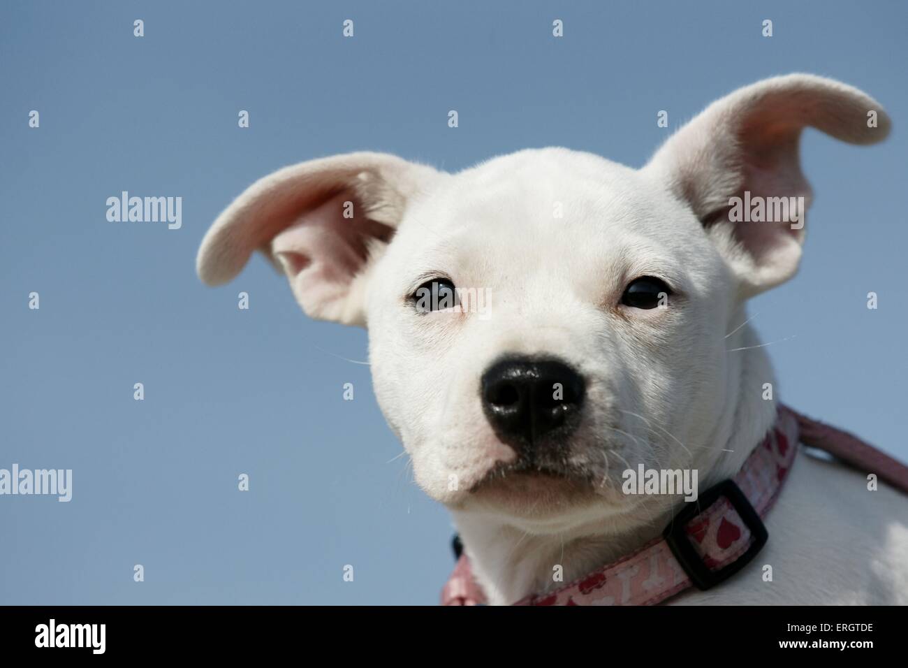 mongrel puppy portrait Stock Photo - Alamy