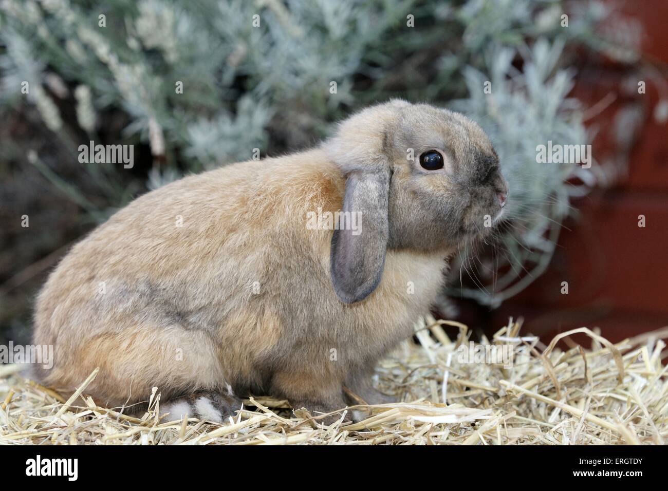 Dwarf lop eared rabbits hi-res stock photography and images - Alamy