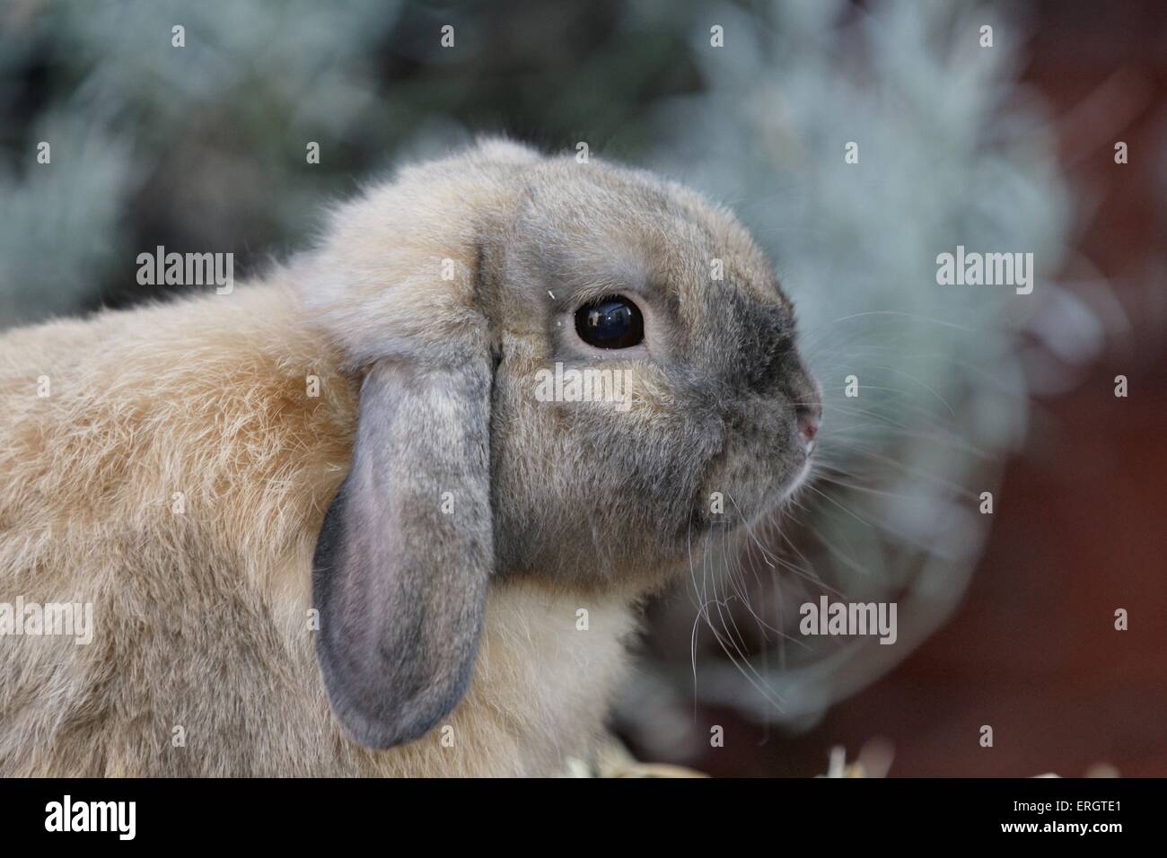 Dwarf lop eared rabbits hi-res stock photography and images - Alamy