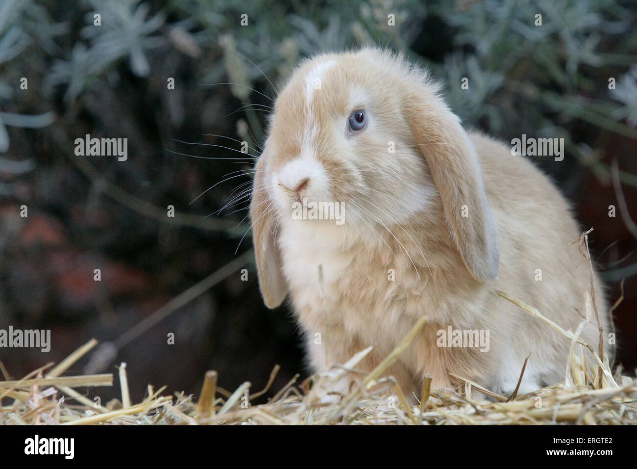 Dwarf lop rabbits hi-res stock photography and images - Alamy