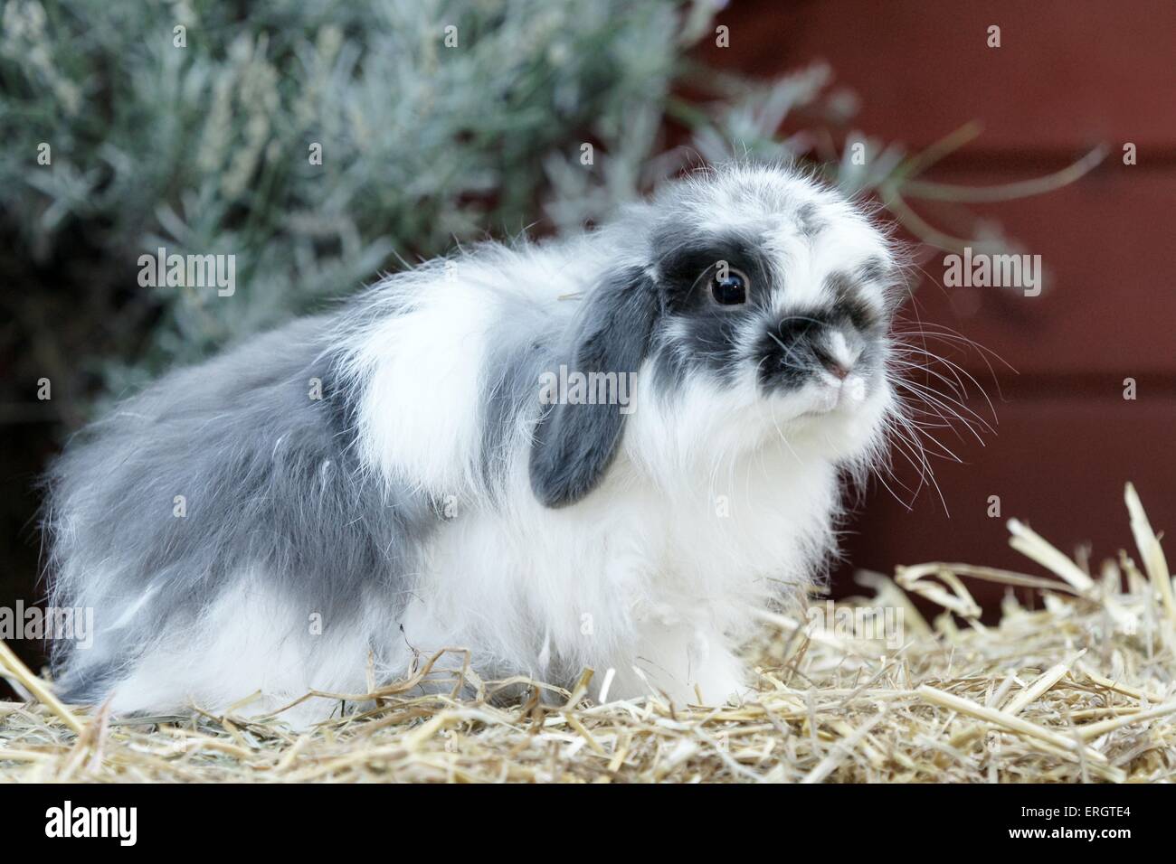 Dwarf lop rabbits hi-res stock photography and images - Alamy