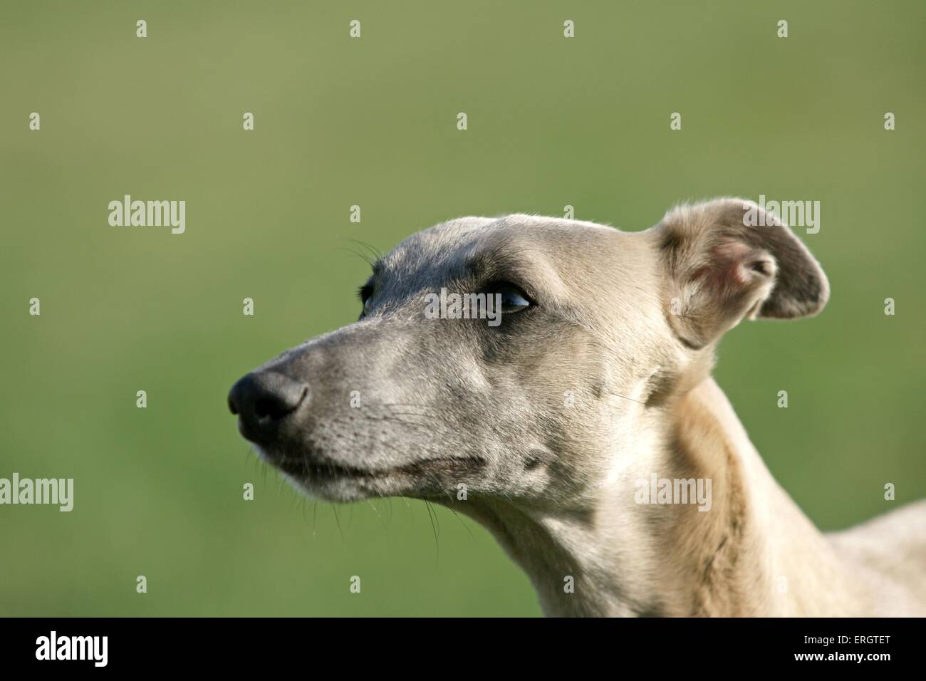 Whippet hi-res stock photography and images - Alamy