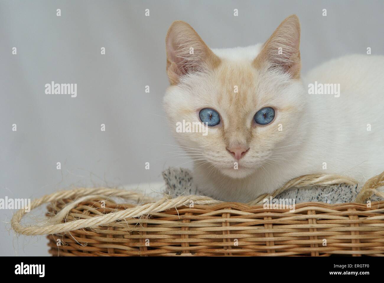 Red point siamese hi-res stock photography and images - Alamy