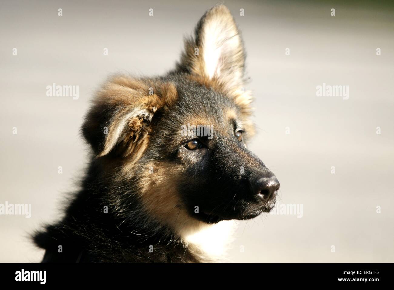 Old German Shepherd Puppy Stock Photo - Alamy