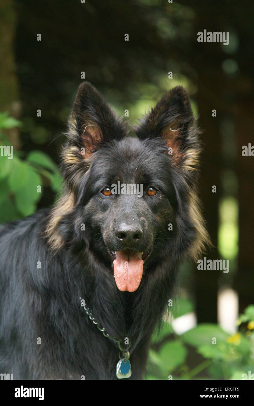Old German Shepherd Stock Photo - Alamy