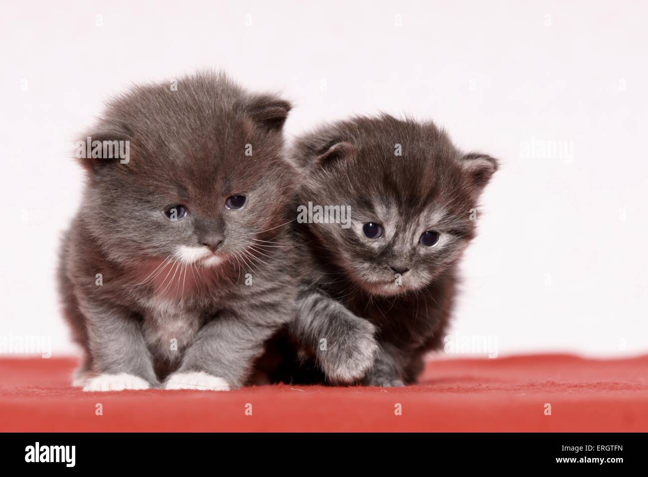 Indoor longhair grey cat hi-res stock photography and images - Alamy