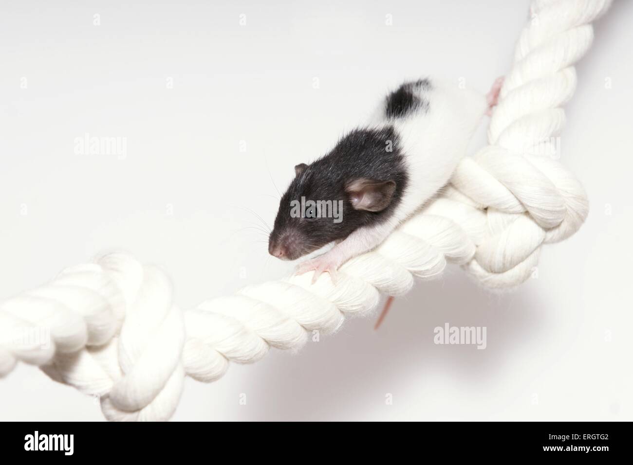 Young rat hi-res stock photography and images - Alamy