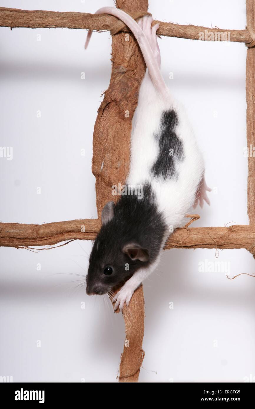 Young rat hi-res stock photography and images - Alamy