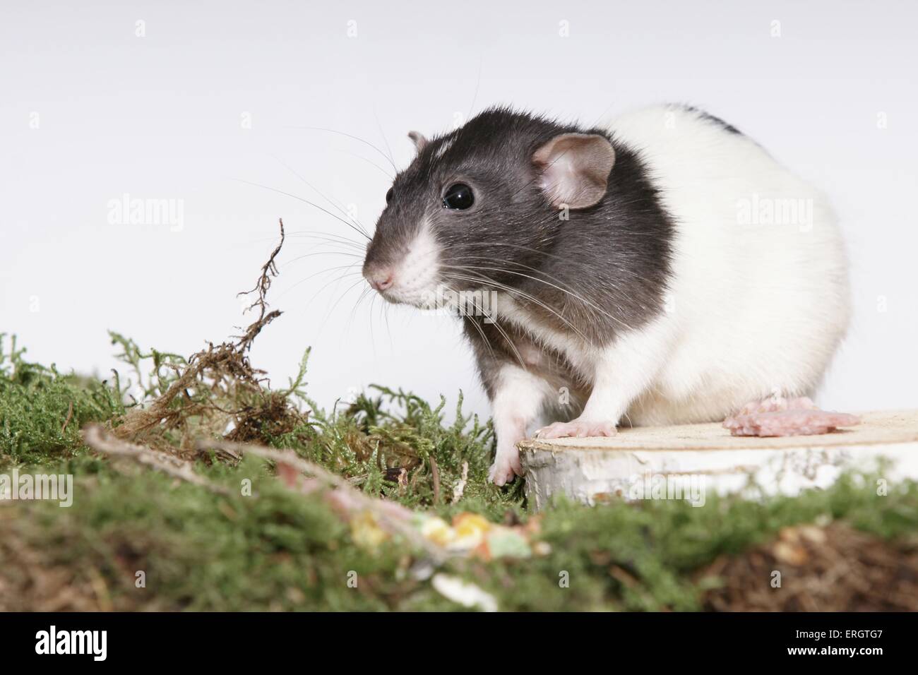 Young rat landscape hi-res stock photography and images - Alamy