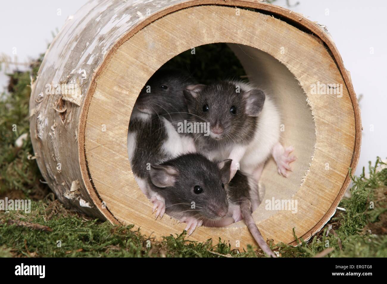 What To Feed Young Rats