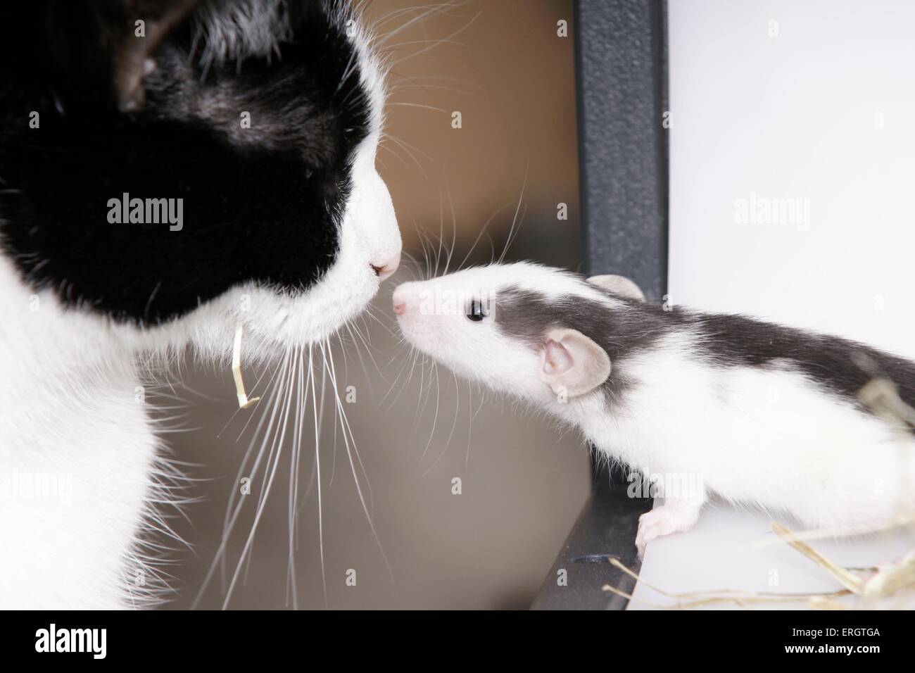 young rat and cat Stock Photo - Alamy