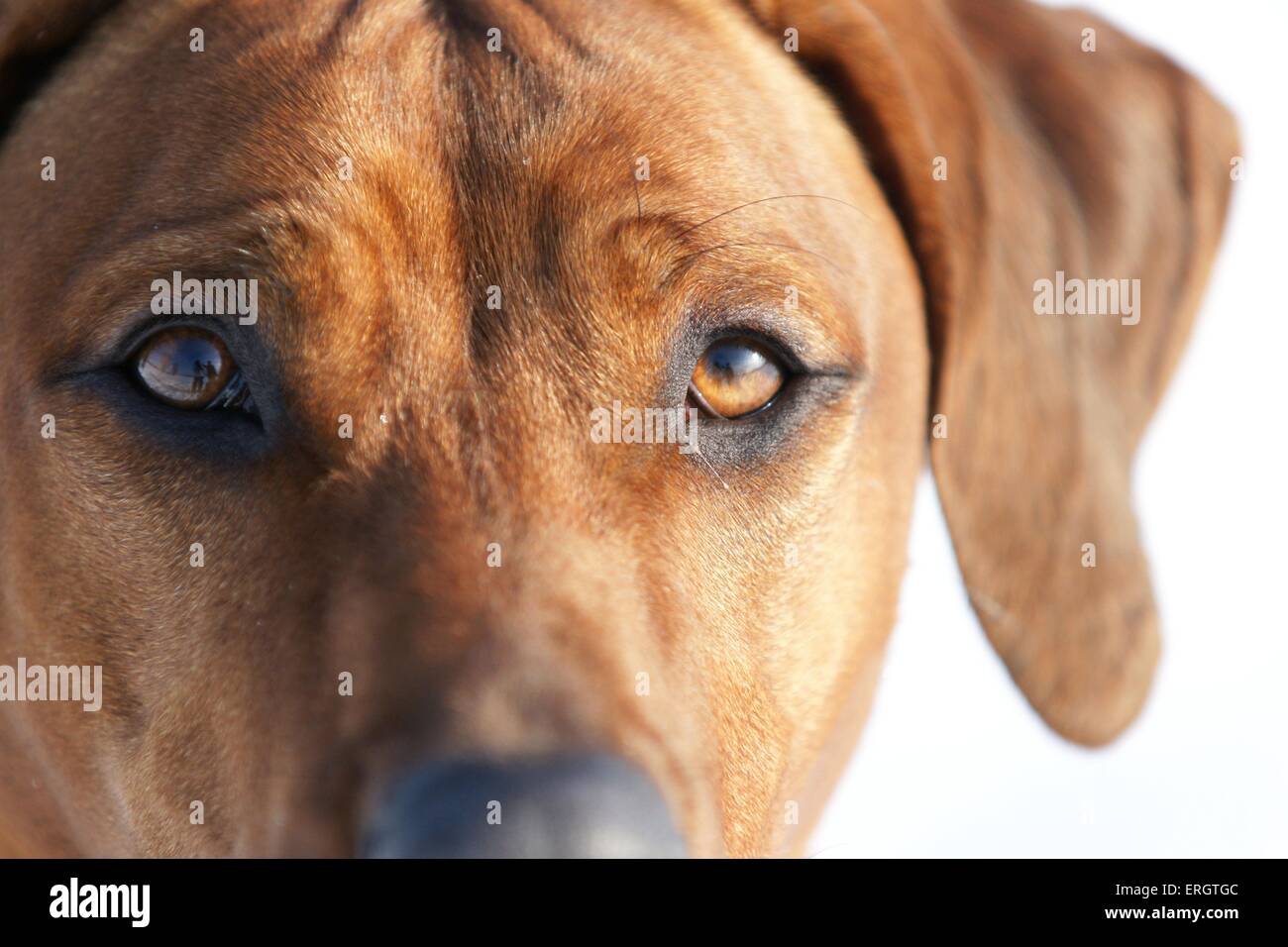 Rhodesian Ridgeback eyes Stock Photo - Alamy