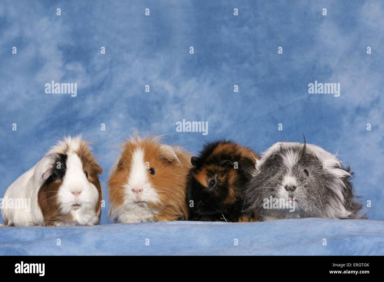 Guinea pigs group hi-res stock photography and images - Alamy