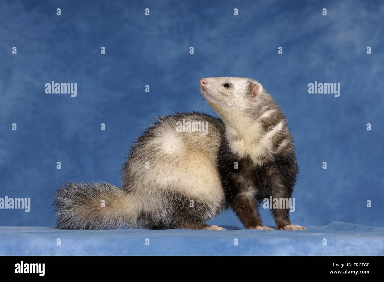 Domesticated ferret hi-res stock photography and images - Alamy