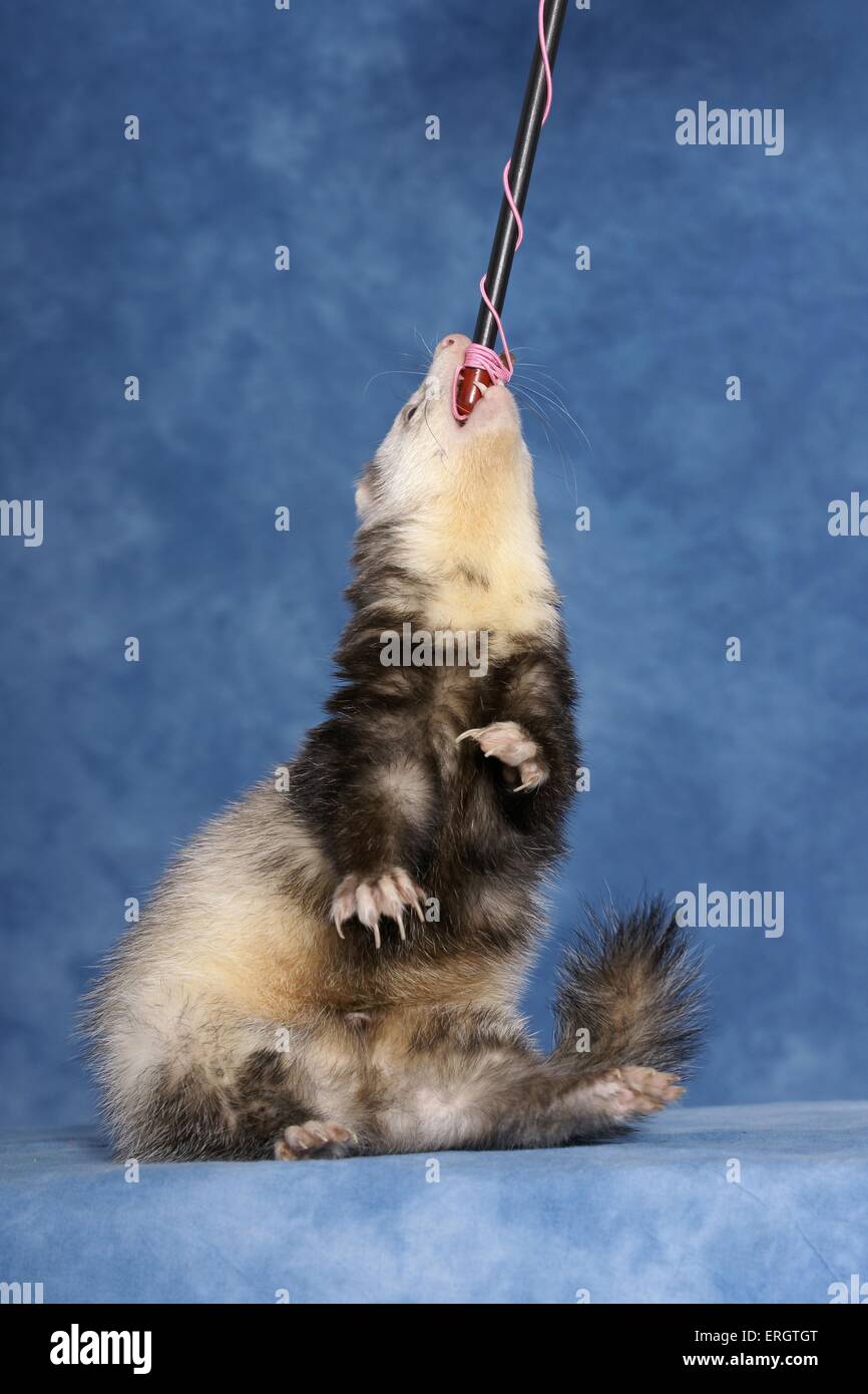 Ferret food hi-res stock photography and images - Alamy