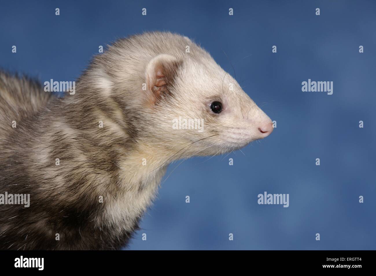 Domesticated ferret hi-res stock photography and images - Alamy