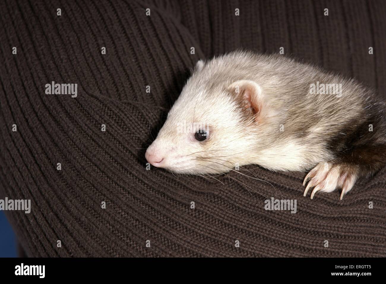 Carrying a ferret hi-res stock photography and images - Alamy