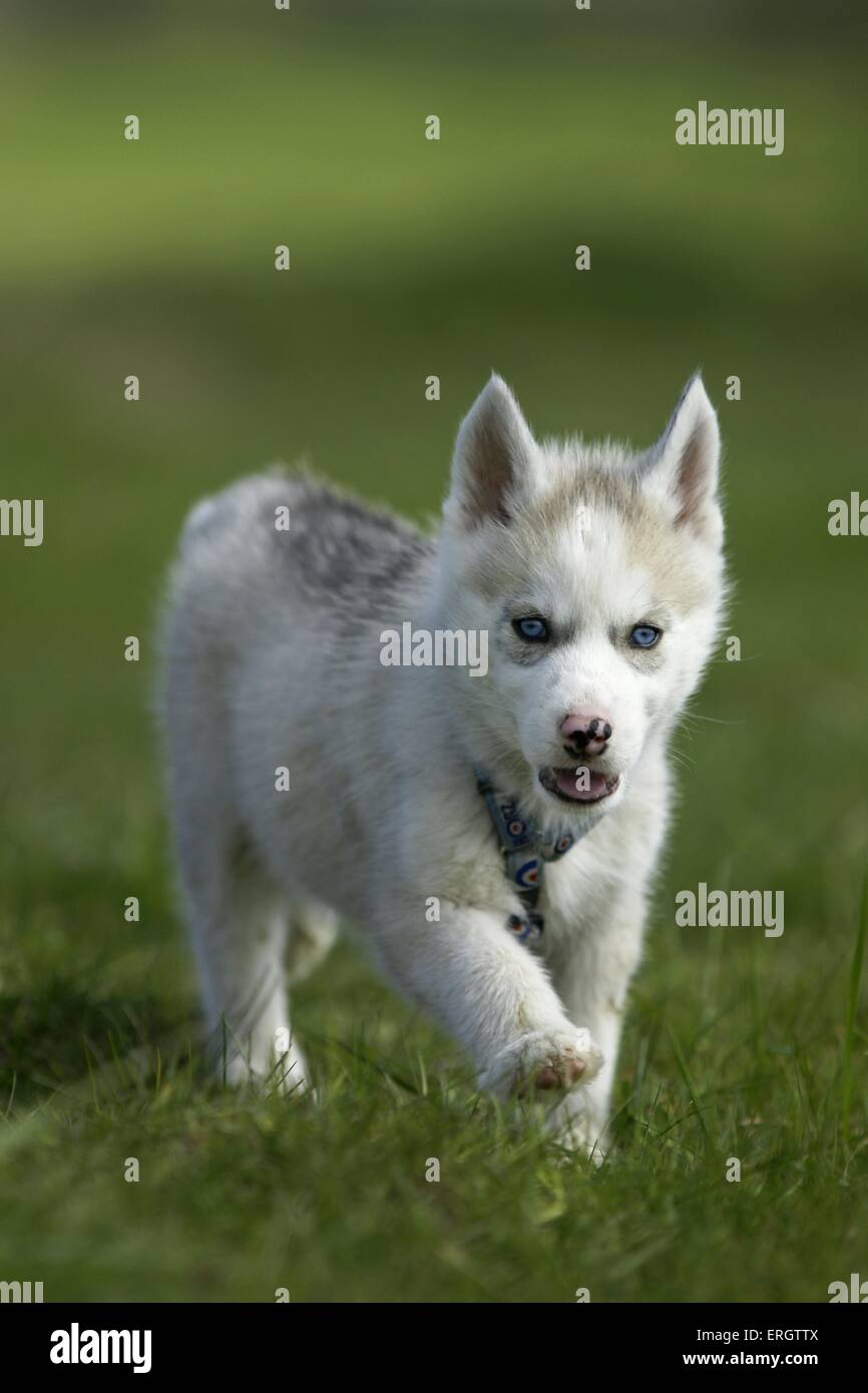 Siberian Husky Puppy Stock Photo - Alamy