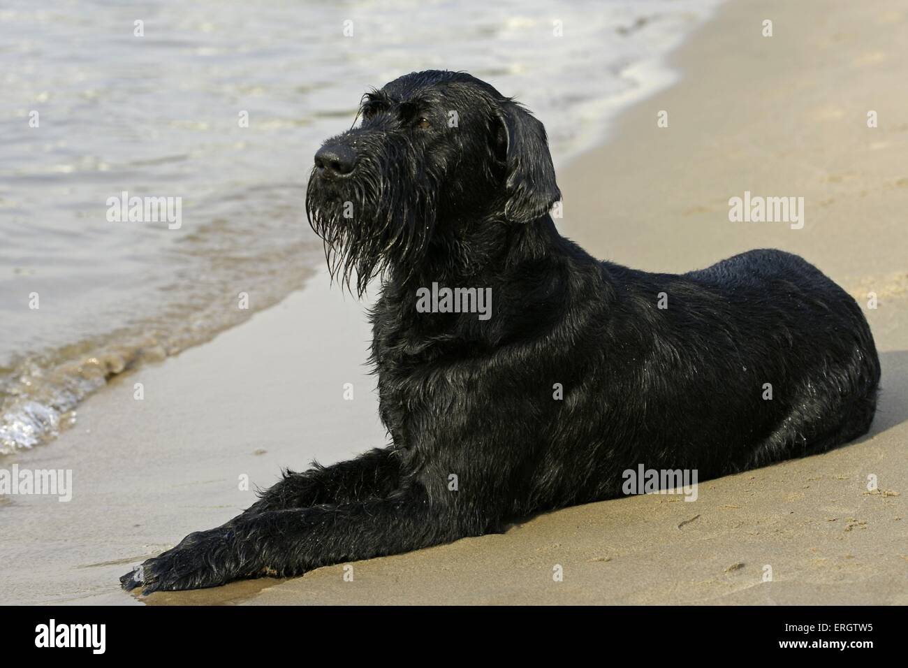 Beach schnauzer hi-res stock photography and images - Alamy