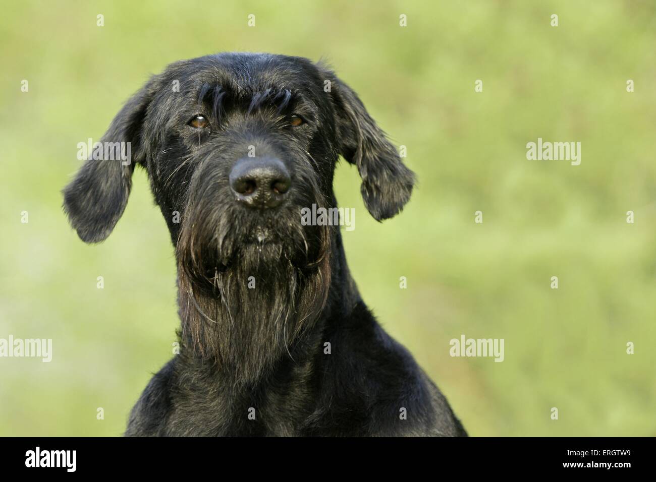 Giant Schnauzer Portrait Stock Photo - Alamy