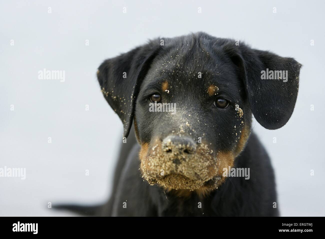 Dirty puppy hi-res stock photography and images - Alamy