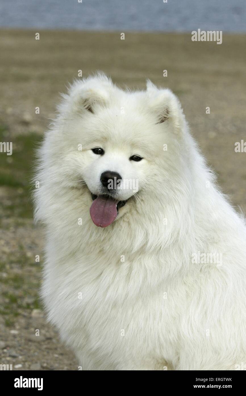 Samoyeds hi-res stock photography and images - Alamy