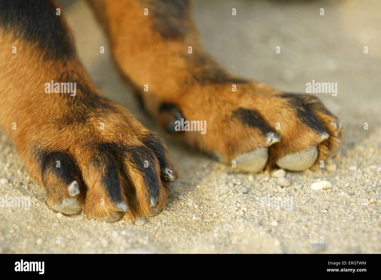 Close up rottweiler puppy hi-res stock photography and images - Alamy