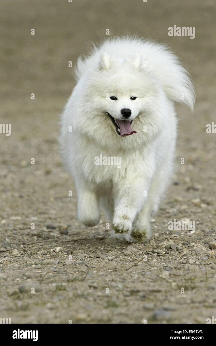 Samoyeds dog hi-res stock photography and images - Alamy
