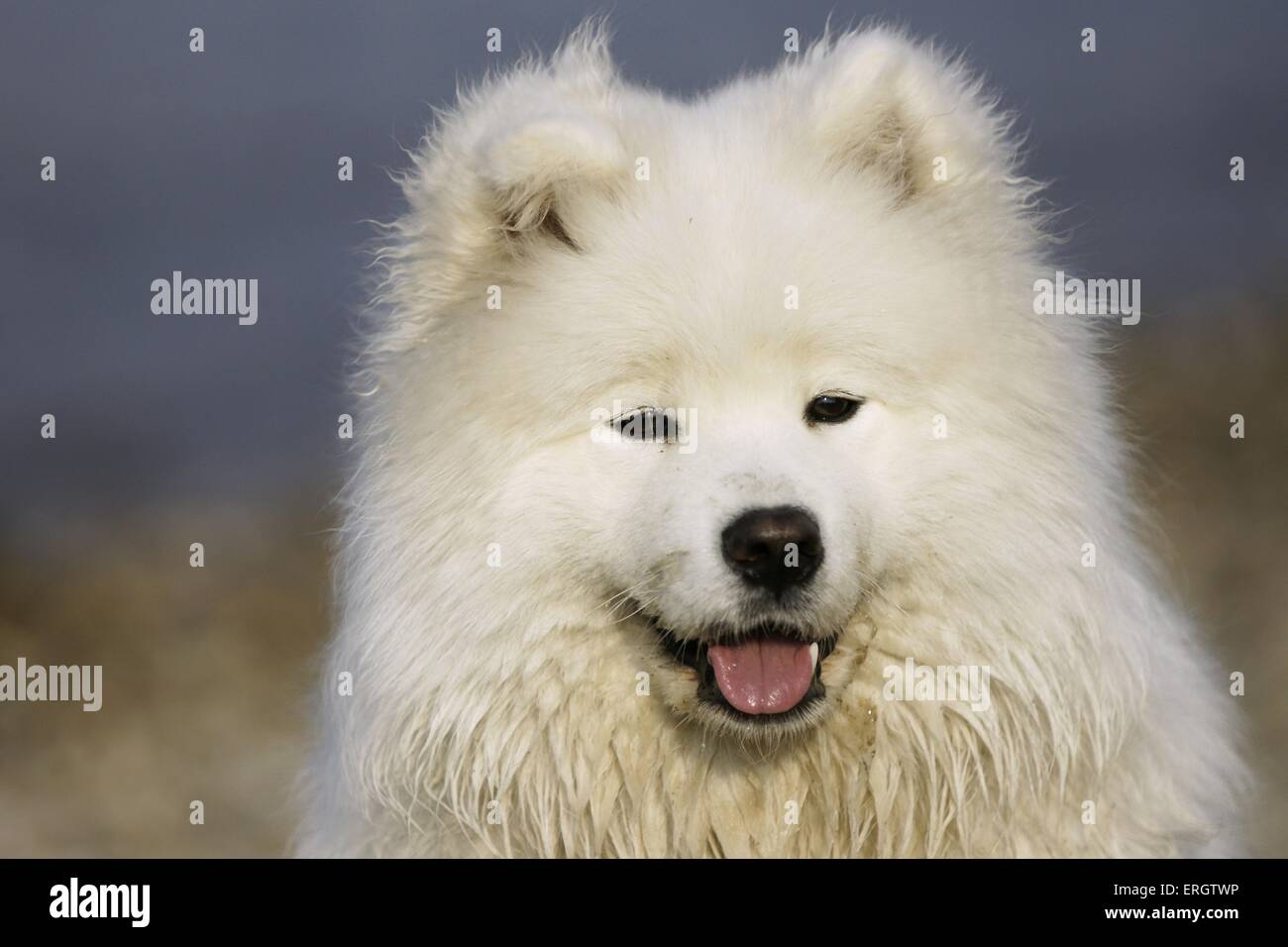 Wet samoyed hi-res stock photography and images - Alamy