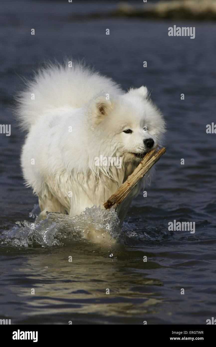 Wet samoyed hi-res stock photography and images - Alamy