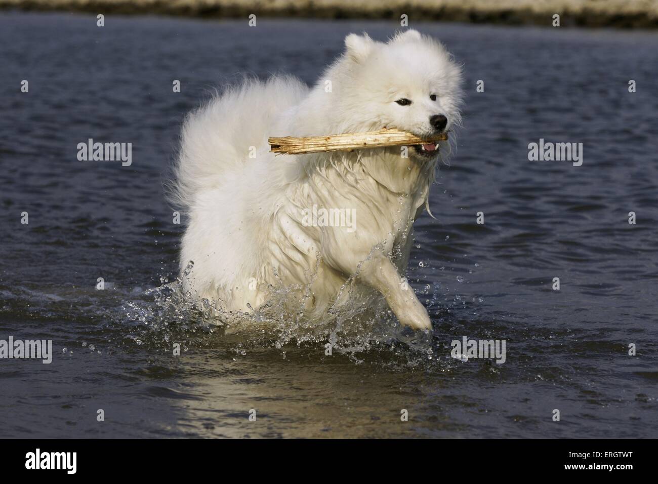 Wet samoyed hi-res stock photography and images - Alamy